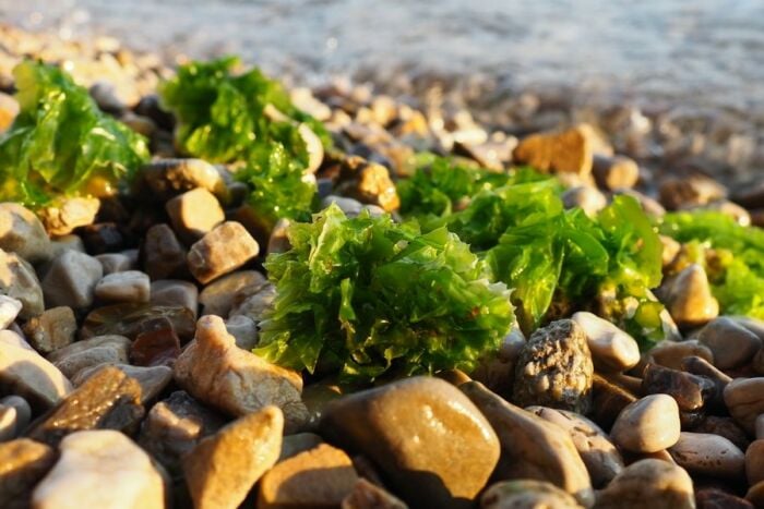 Водорасли - приложение и консумация | For Life